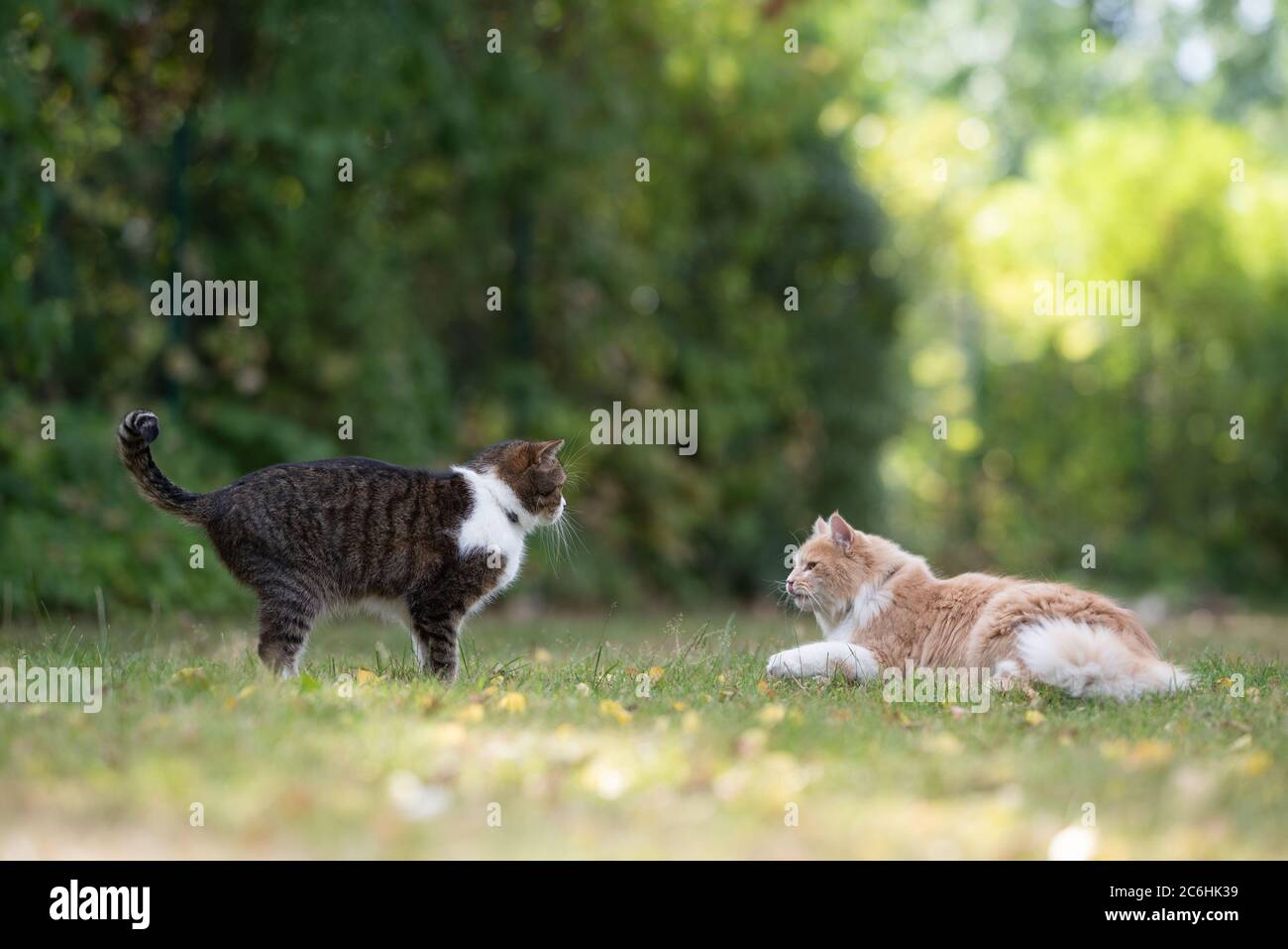 two cats meeting outdoors in the garden looking at each other face to ...