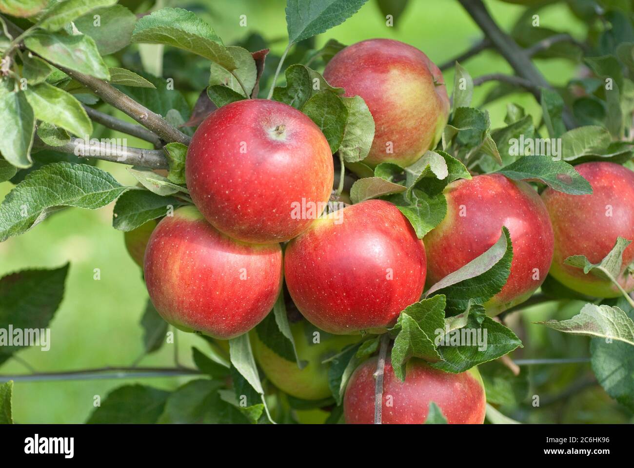 Zwerg-Apfel Malus domestica MINI-COX®, Dwarf apple Malus domestica MINI ...