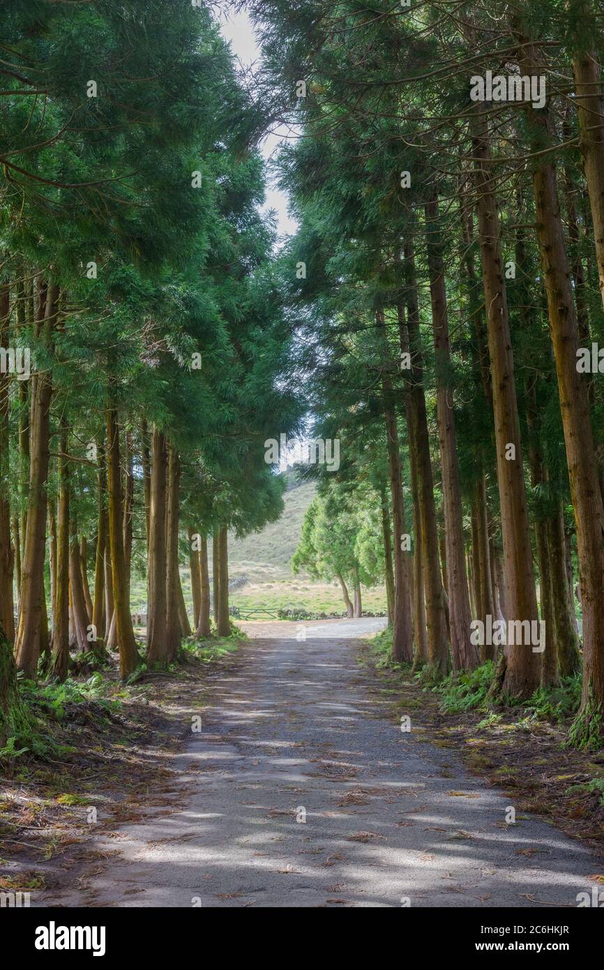 The road in the forest on the island of Terceira in Portuguese ...