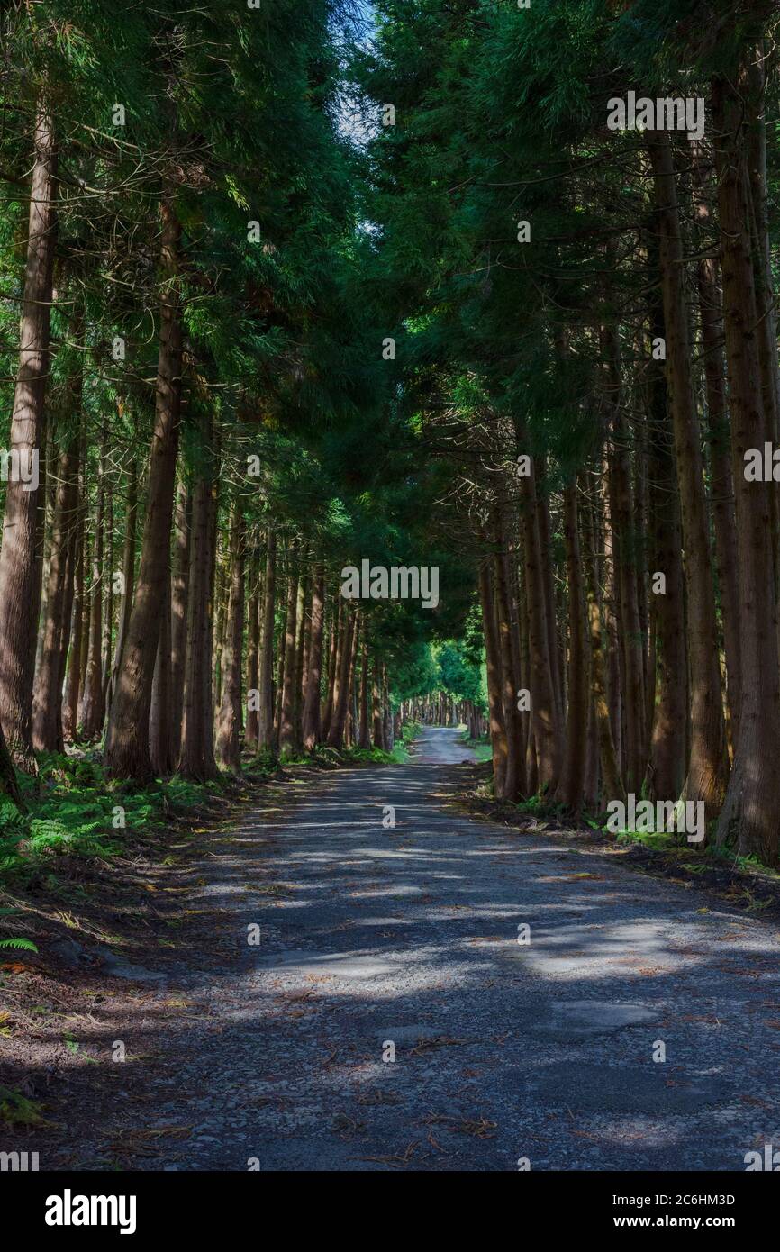The road in the forest on the island of Terceira in Portuguese ...
