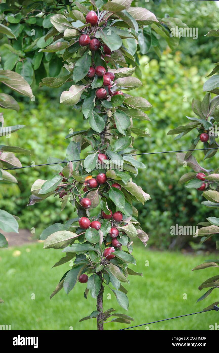 Apple places domestica redlane hi-res stock photography and images - Alamy