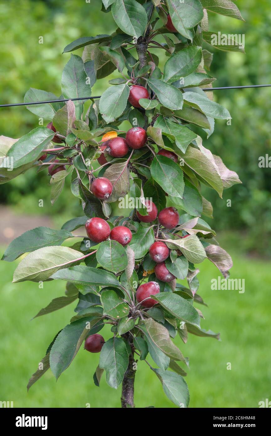 Saeulen-Apfel Malus domestica REDLANE, Pillar apple Malus domestica ...