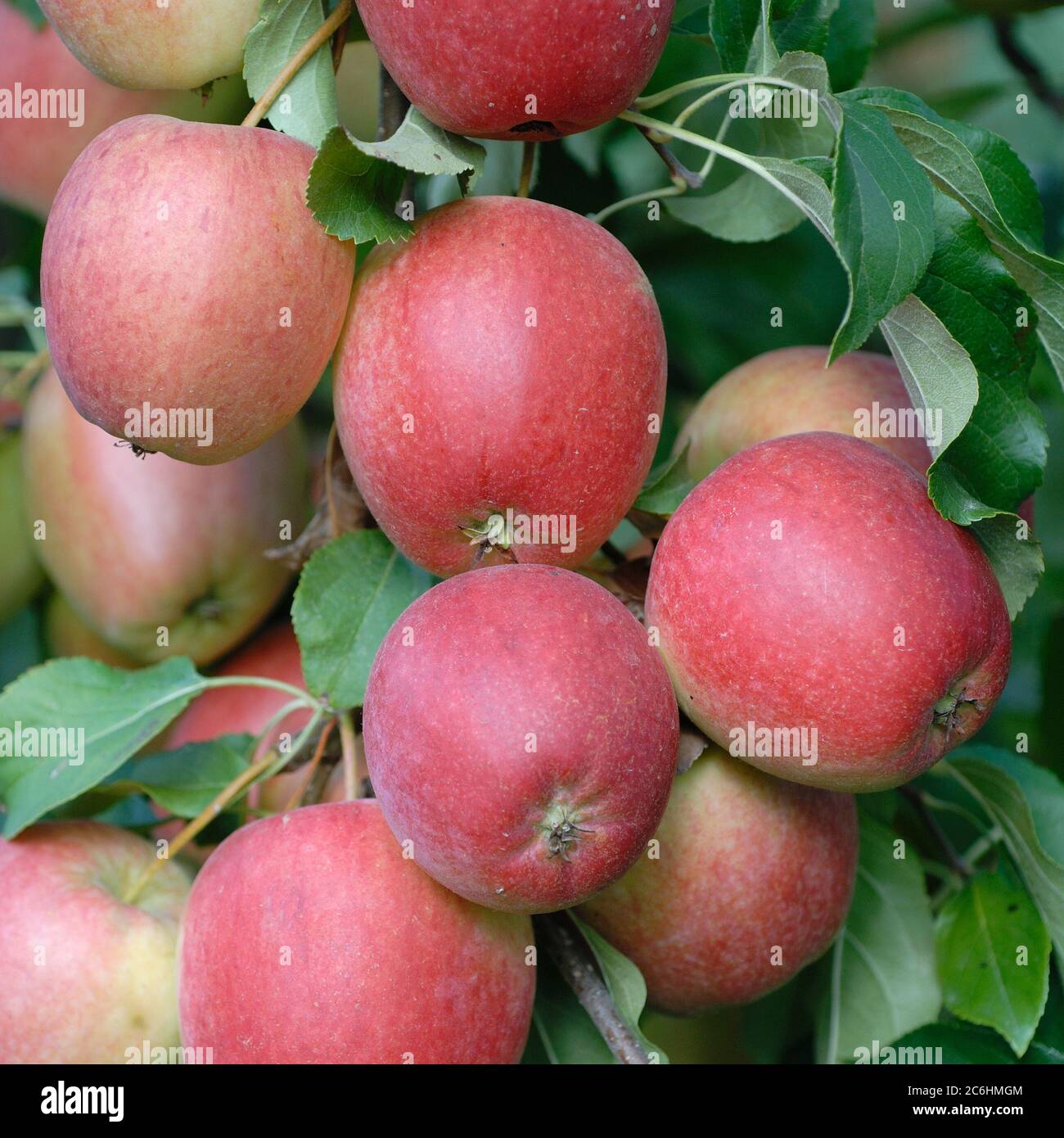 Malus domestica Rewena, Malus domestica Rewena Stock Photo - Alamy