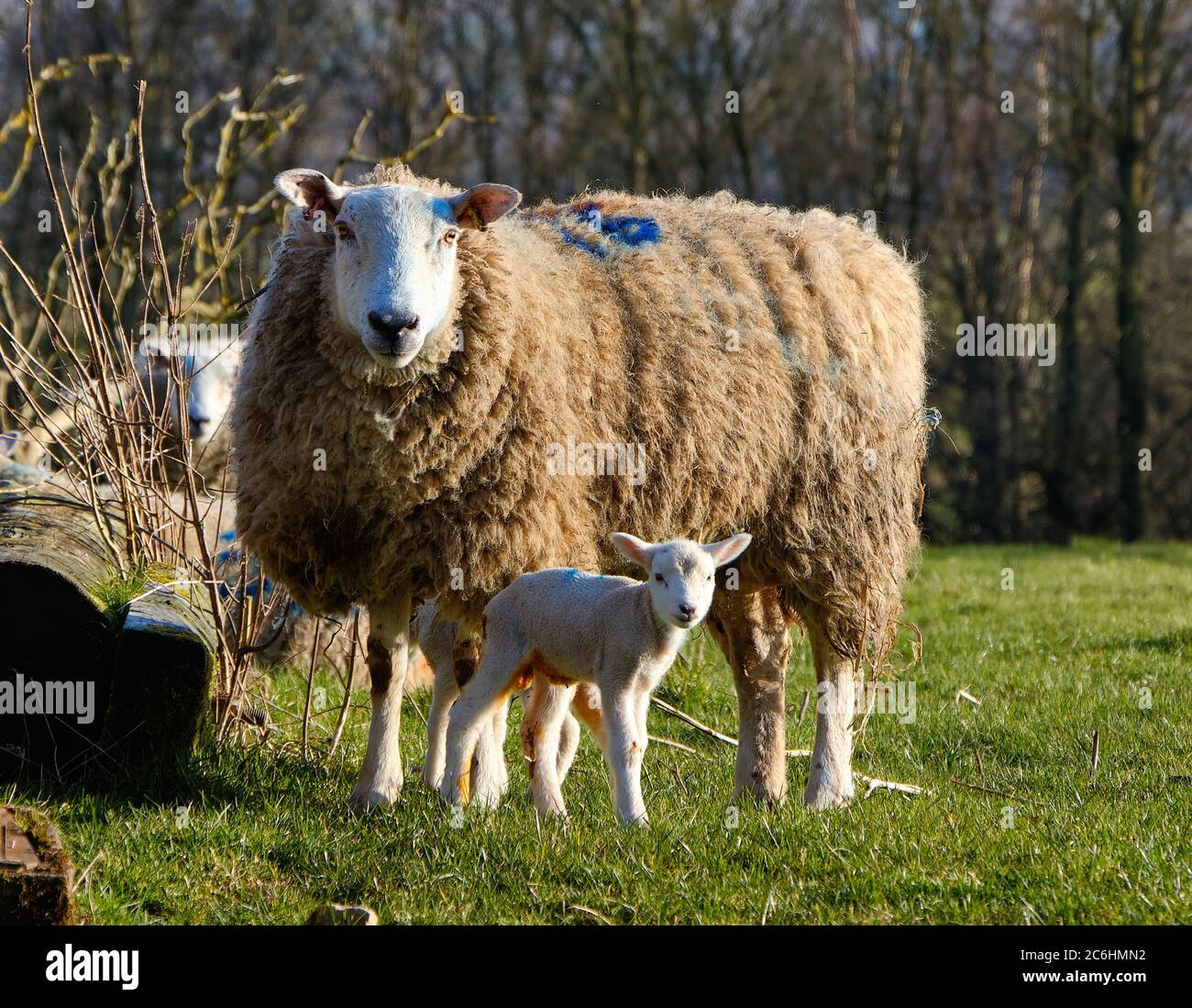 Black Marking Lamb High Resolution Stock Photography and Images - Alamy