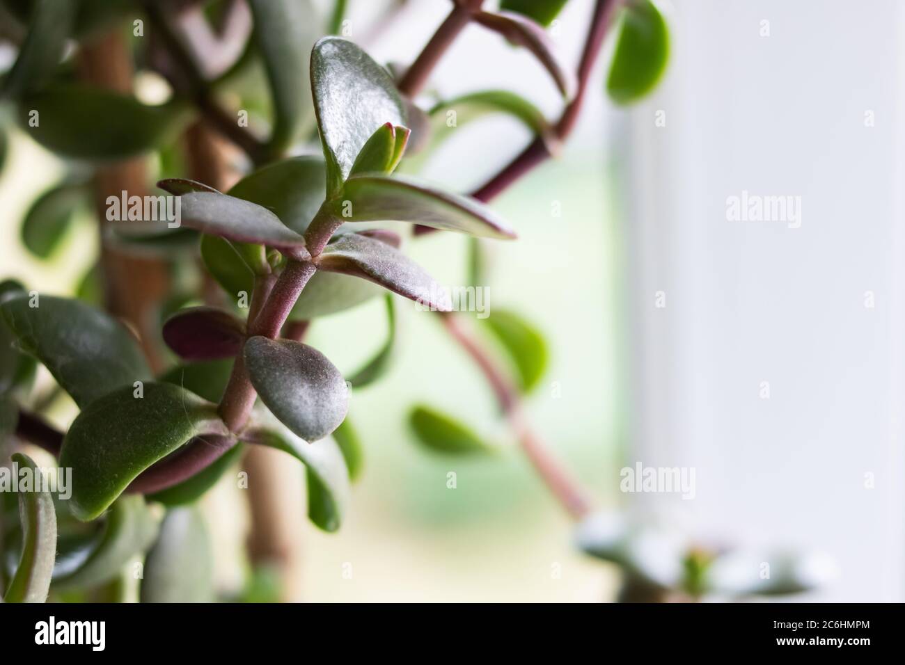 Green triangular leaves hi-res stock photography and images - Alamy