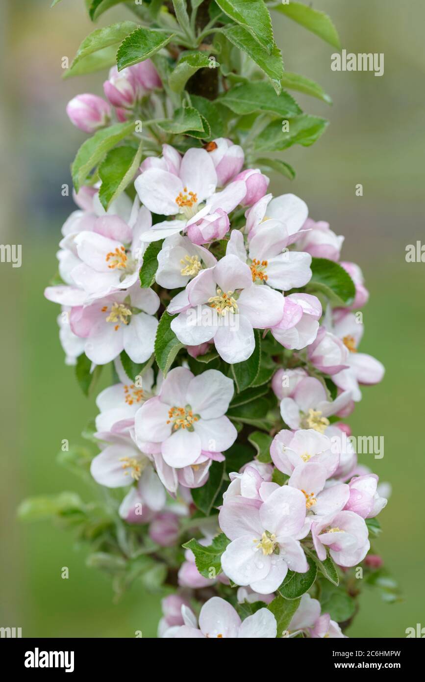 Saeulen-Apfel Malus domestica Saeulen-Apfel, Pillar apple Malus ...