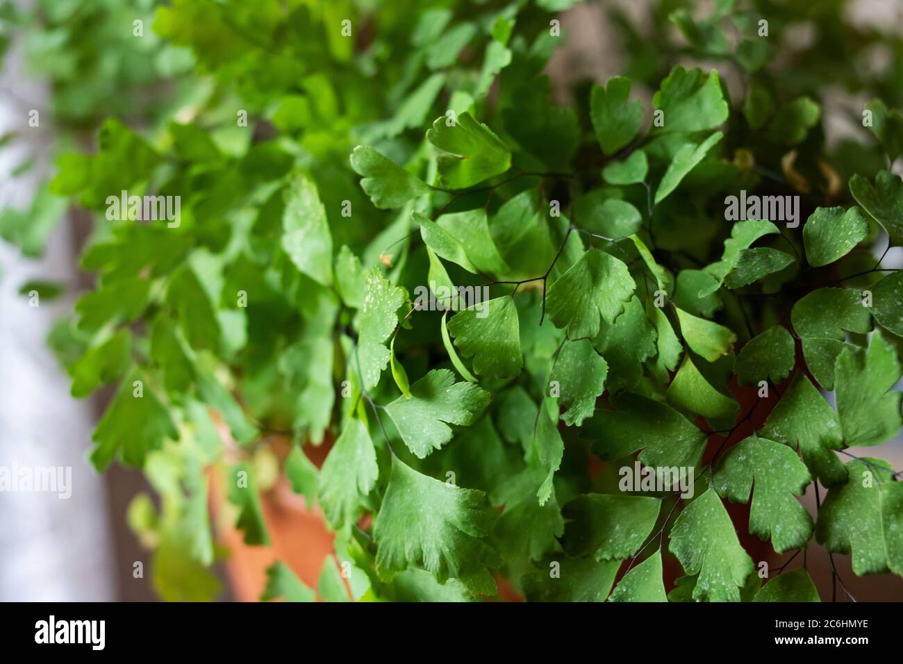 Green triangular leaves hi-res stock photography and images - Alamy