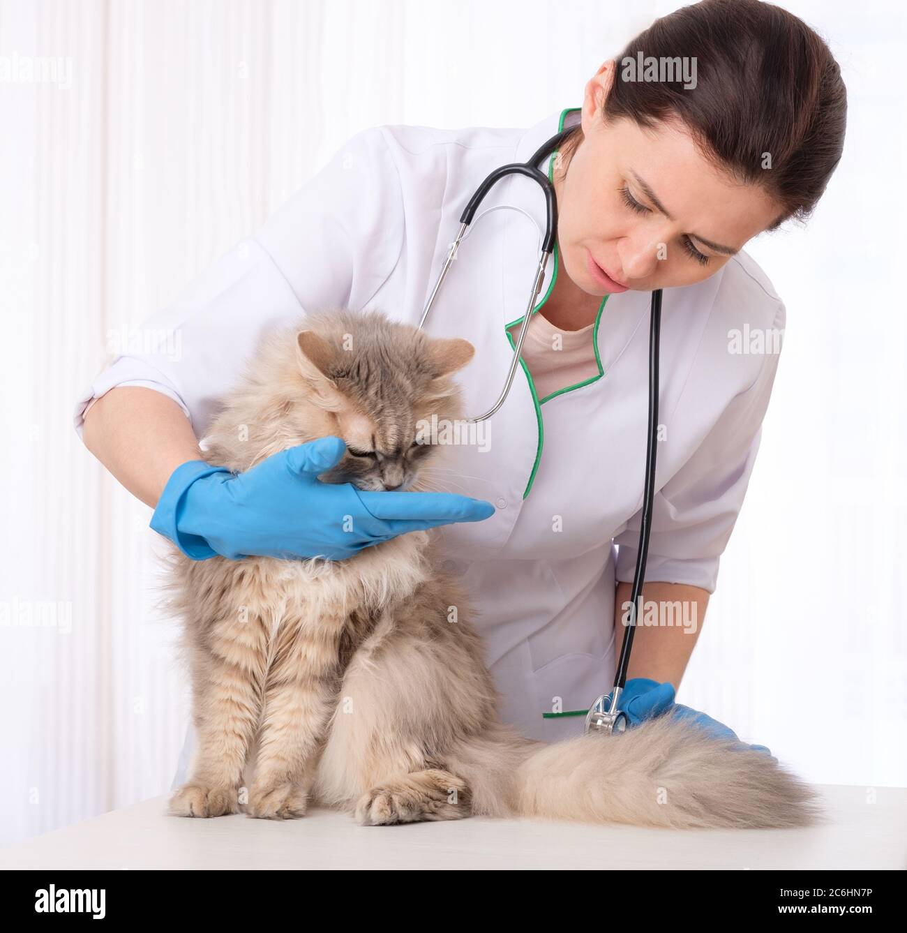 Patient cat hi-res stock photography and images - Alamy