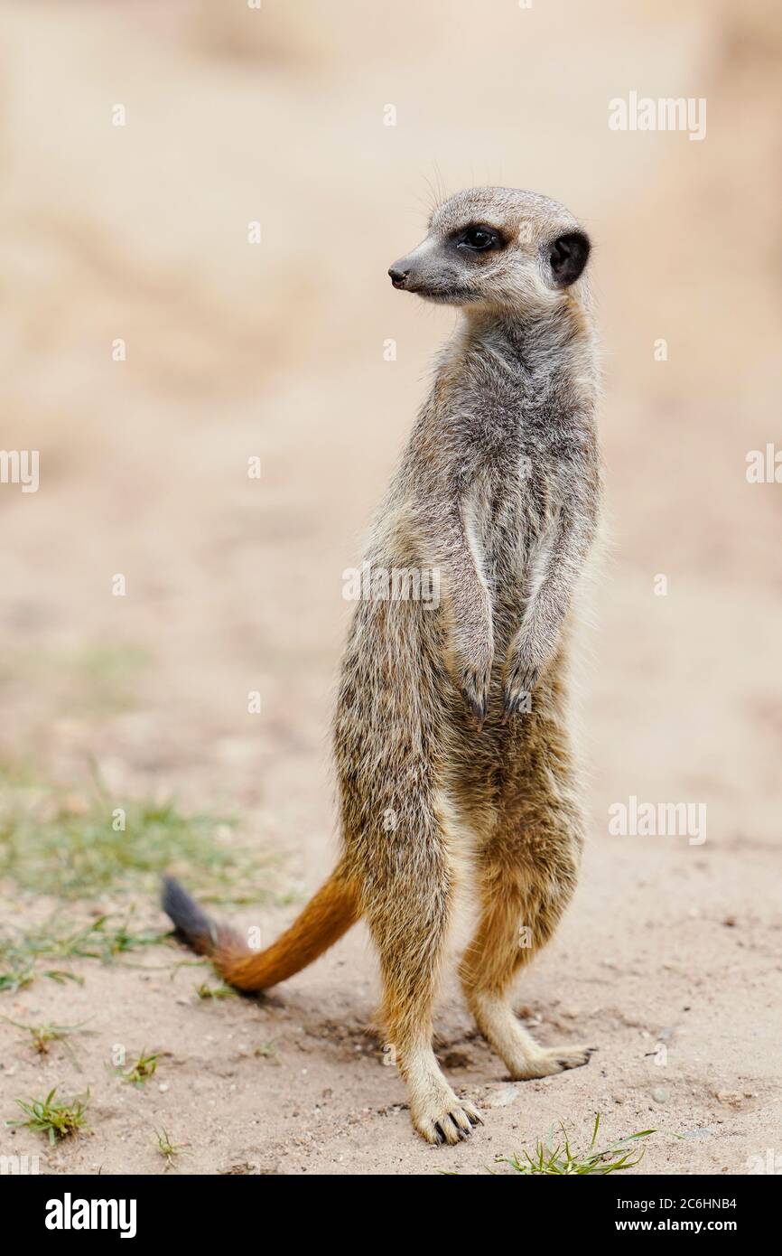 Heidelberg, Germany. 10th July, 2020. A meerkat stands upright in the ...