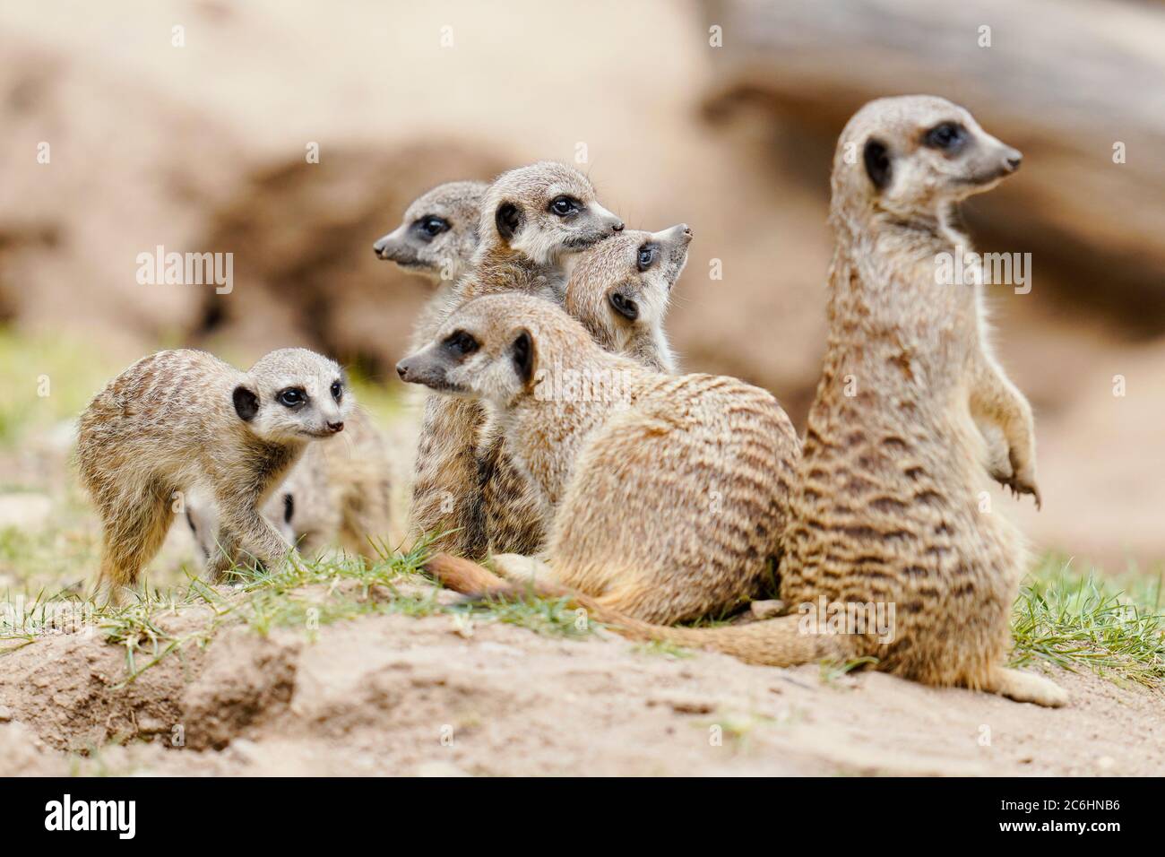 Heidelberg, Germany. 10th July, 2020. Meerkats and their young are ...