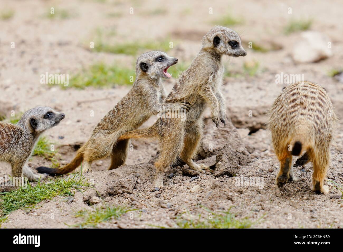 Heidelberg, Germany. 10th July, 2020. Two young meerkats play together ...