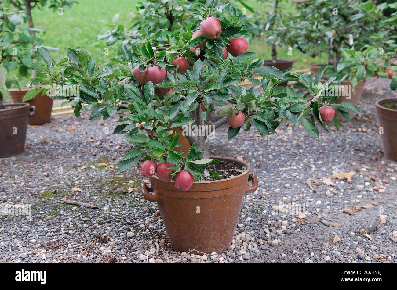 Malus domestica Red Spur, Malus domestica Red Trail Stock Photo - Alamy