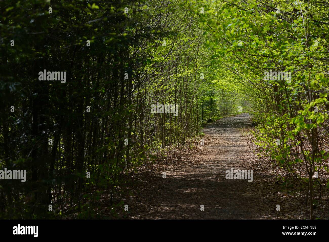 Summer pathway in green forest at sunset Stock Photo - Alamy