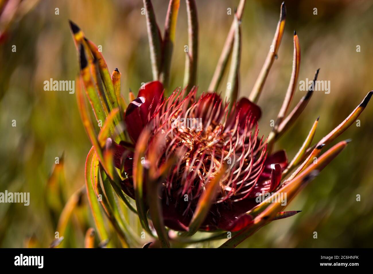Red Protea High Resolution Stock Photography and Images - Alamy