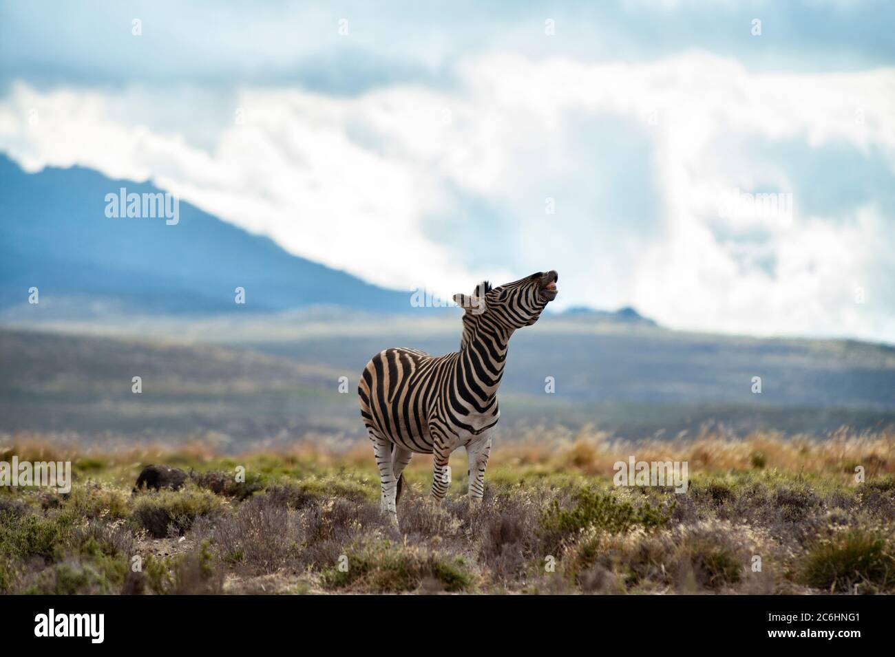 Neighing Or Whinnying High Resolution Stock Photography and Images - Alamy