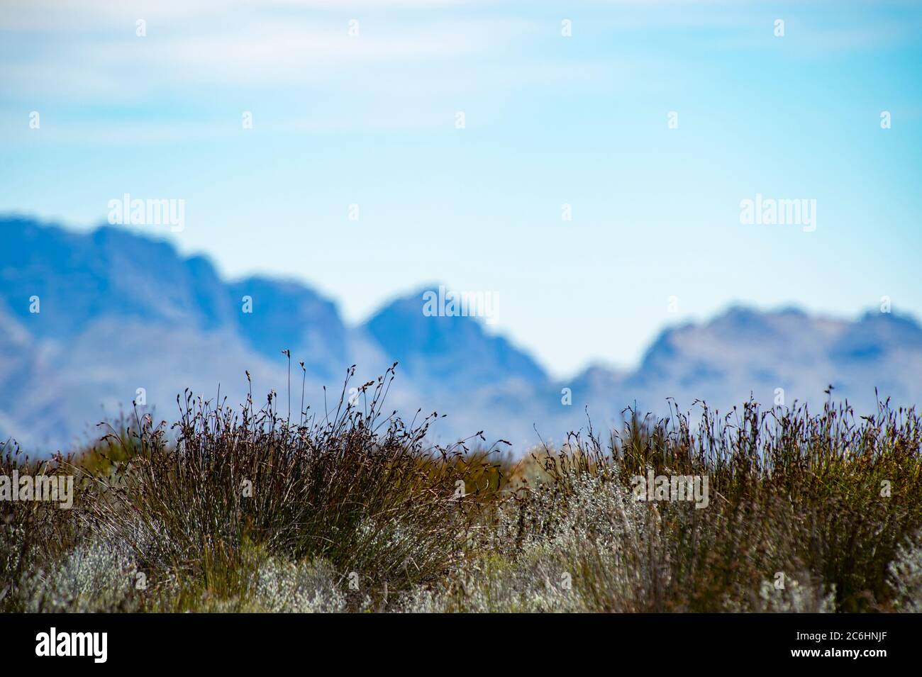 South Africa Wild Flowers High Resolution Stock Photography and Images ...