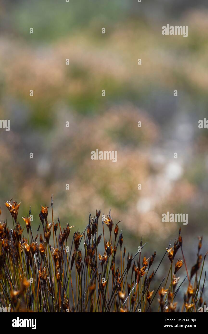 Fynbos South Africa High Resolution Stock Photography and Images - Alamy