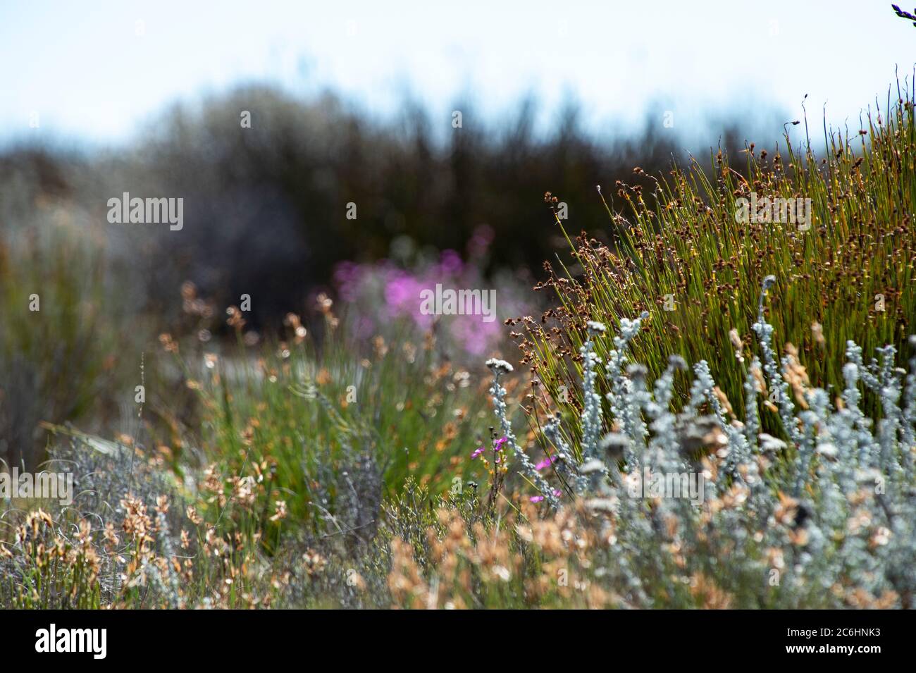 Plants From Africa High Resolution Stock Photography and Images - Alamy