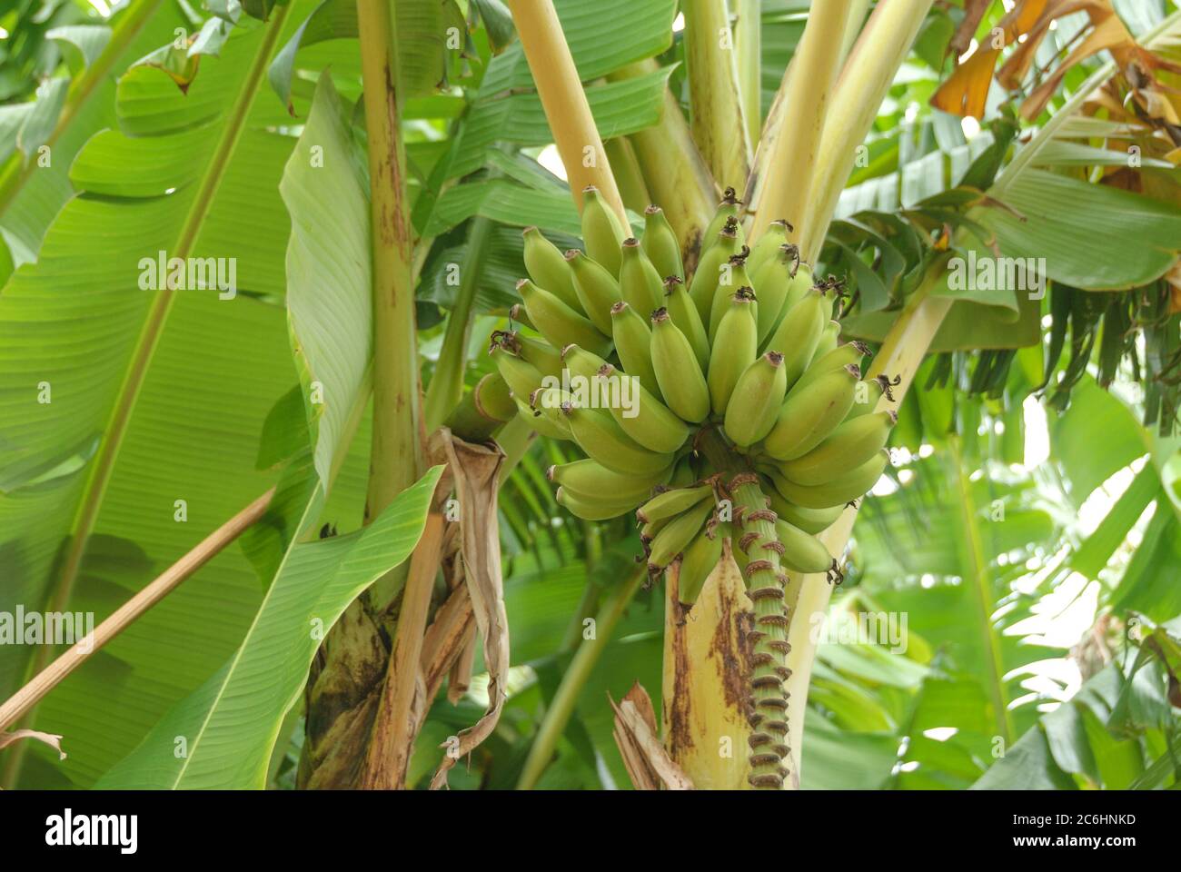Banane Musa acuminata Dwarf Cavendishii, Banana Musa acuminata Dwarf ...