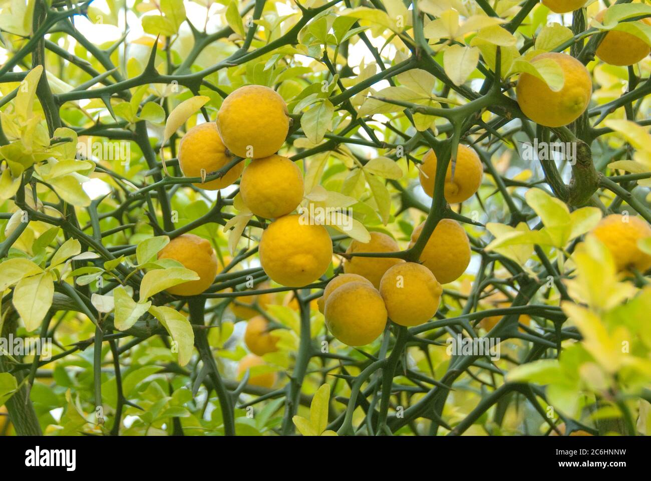 Poncirus trifoliata hi-res stock photography and images - Alamy