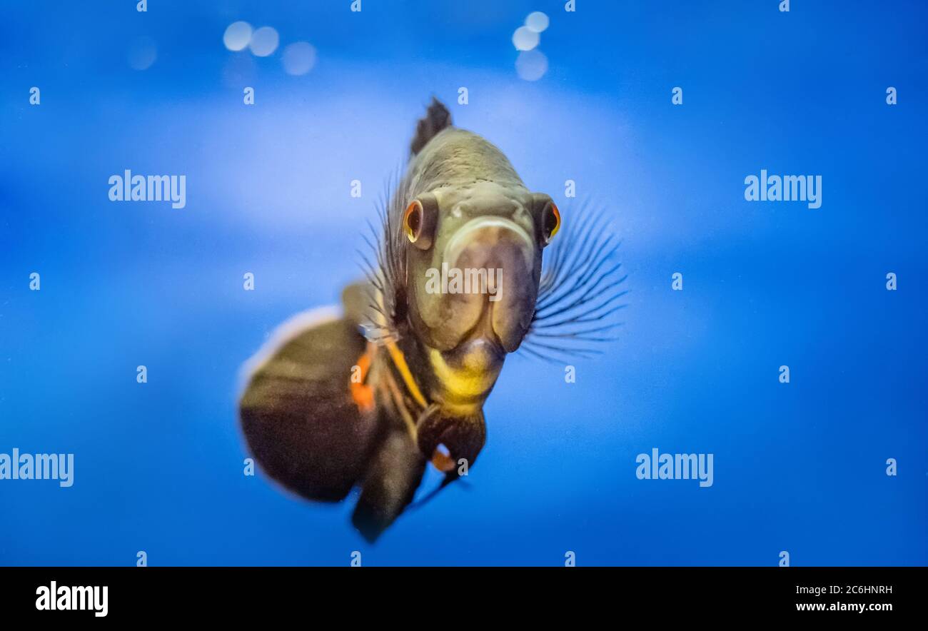 Big fish, moving through water in aquarium Stock Photo - Alamy