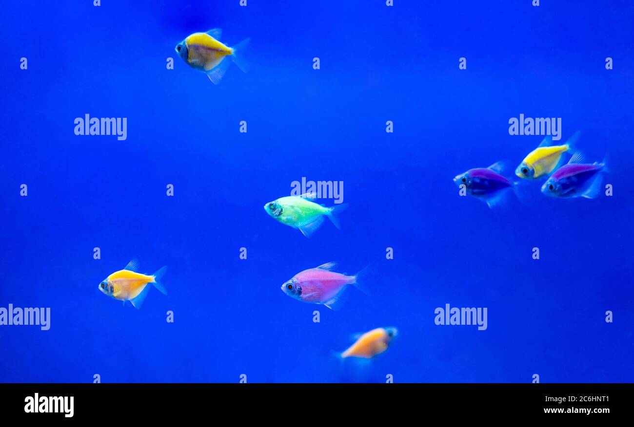 Little colorful tropic fishs in clear blue aquarium Stock Photo - Alamy