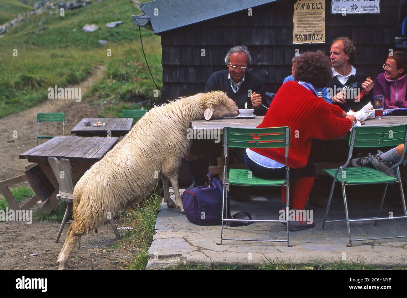 Austrian Sheep High Resolution Stock Photography and Images - Alamy