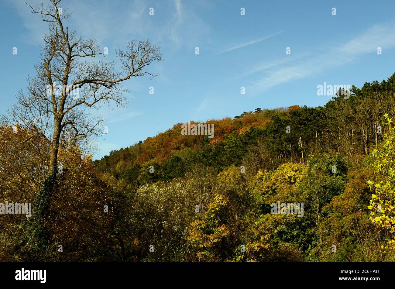Austria, forest in autumn Stock Photo - Alamy
