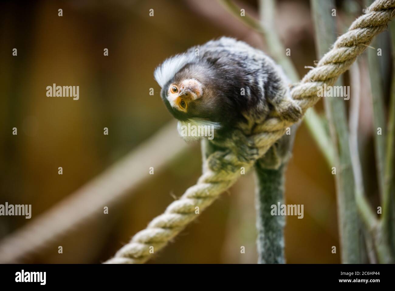 Common marmoset monkey on branch in zoo Stock Photo - Alamy