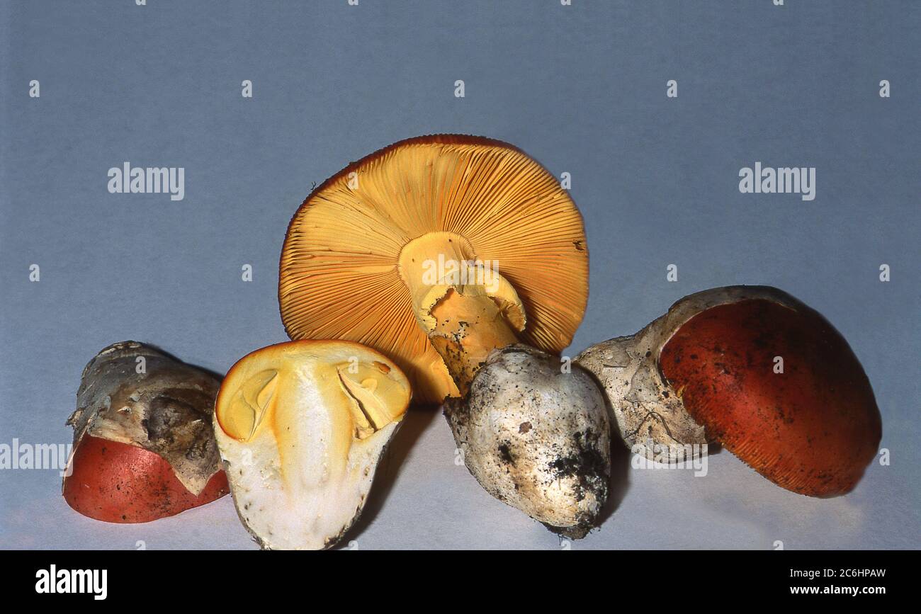 edible Caesar's mushroom aka Royal Agaric Stock Photo - Alamy