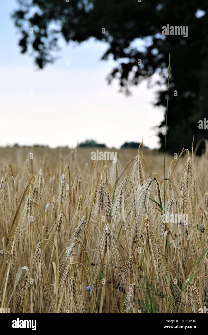 Barley in the field with trees on the right side Stock Photo - Alamy