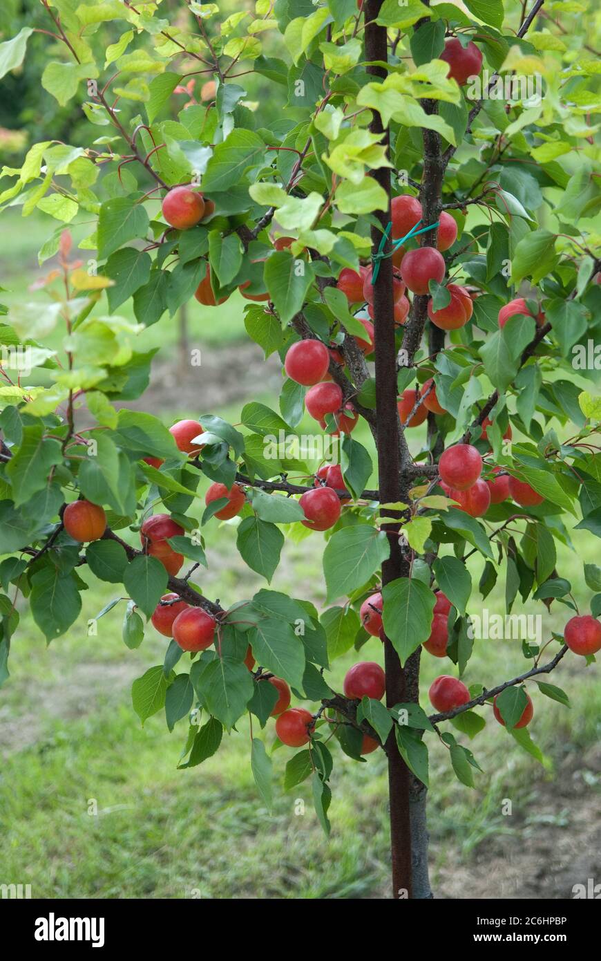 Apricot tree prunus armeniaca big red hi-res stock photography and ...