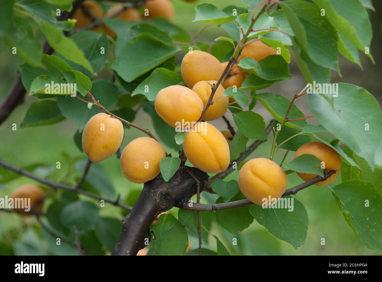 Prunus armeniaca gold rich hi-res stock photography and images - Alamy