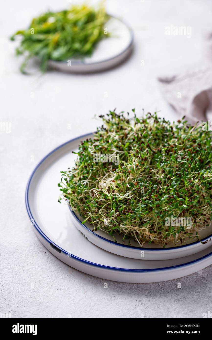 Microgreen sprouts of alfalfa. Healthy food Stock Photo - Alamy