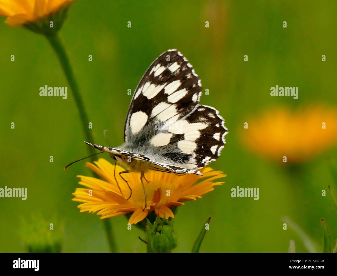 marbled white butterfly on a flower Stock Photo - Alamy