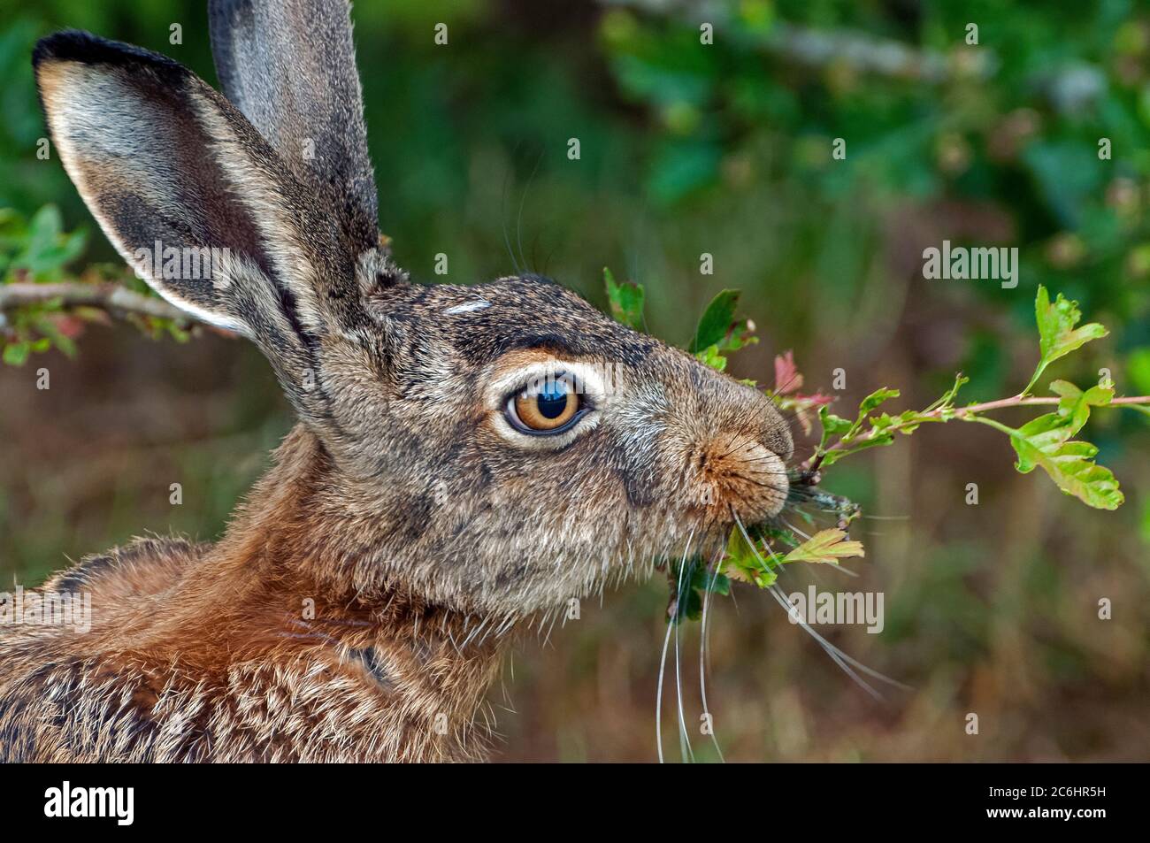 Bunny eating plant hi-res stock photography and images - Alamy