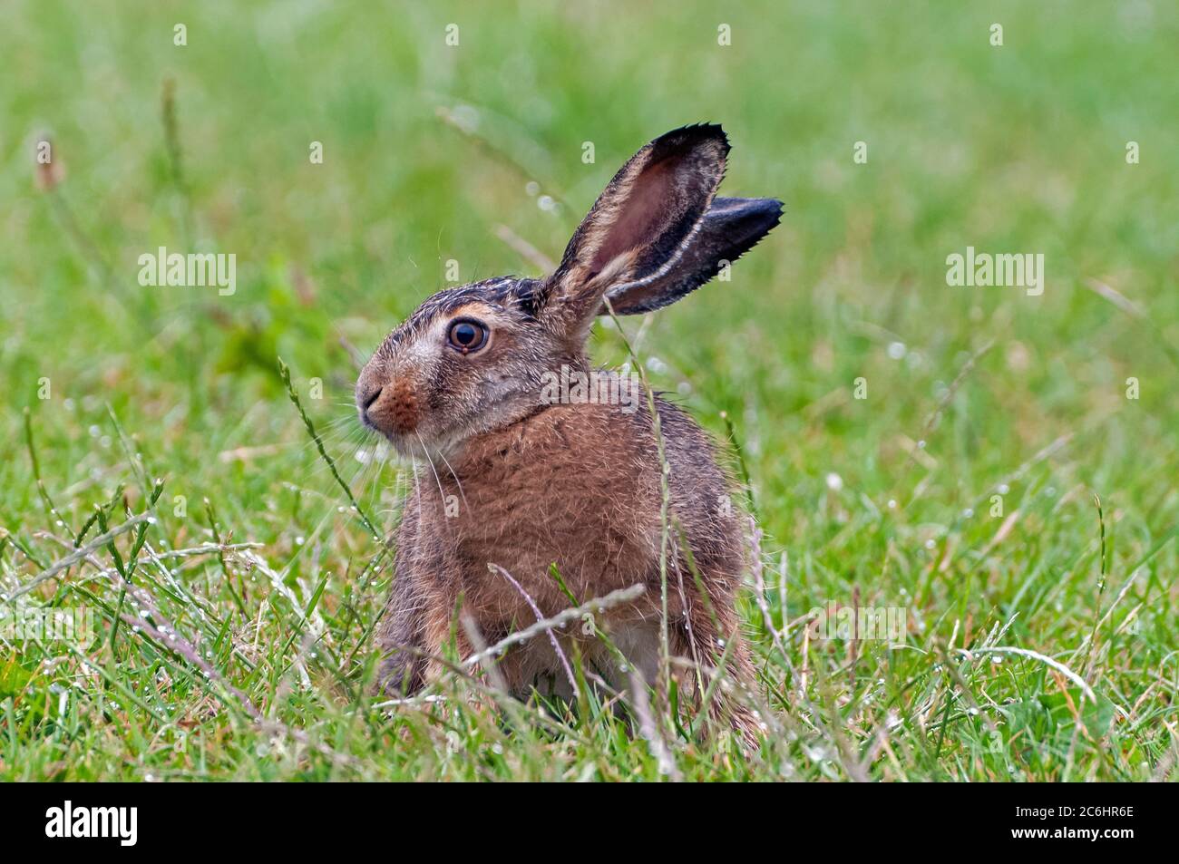 Little hare in the wet grass Stock Photo - Alamy