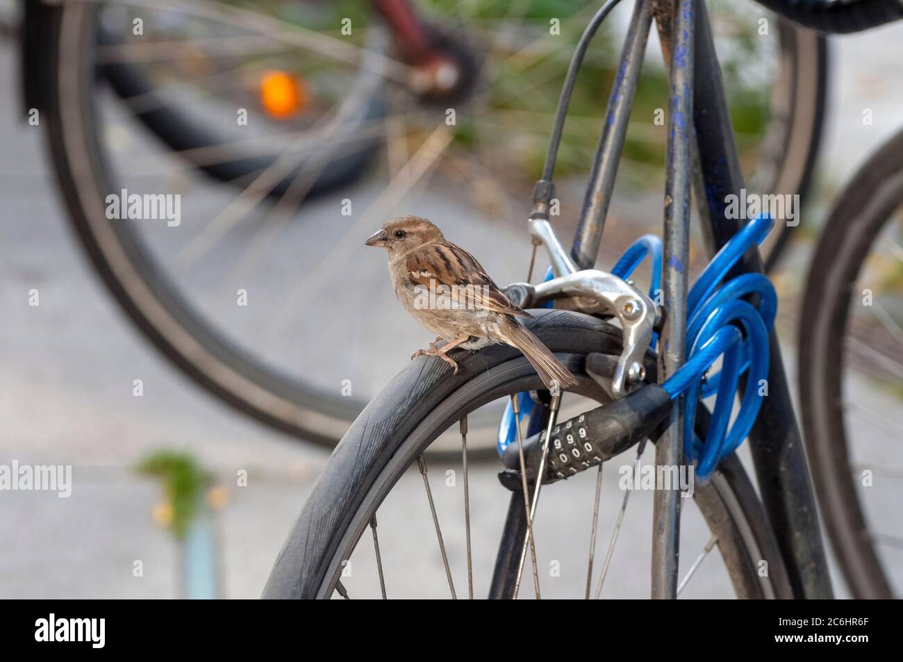 Little bird sitting on a bike wheel Stock Photo - Alamy