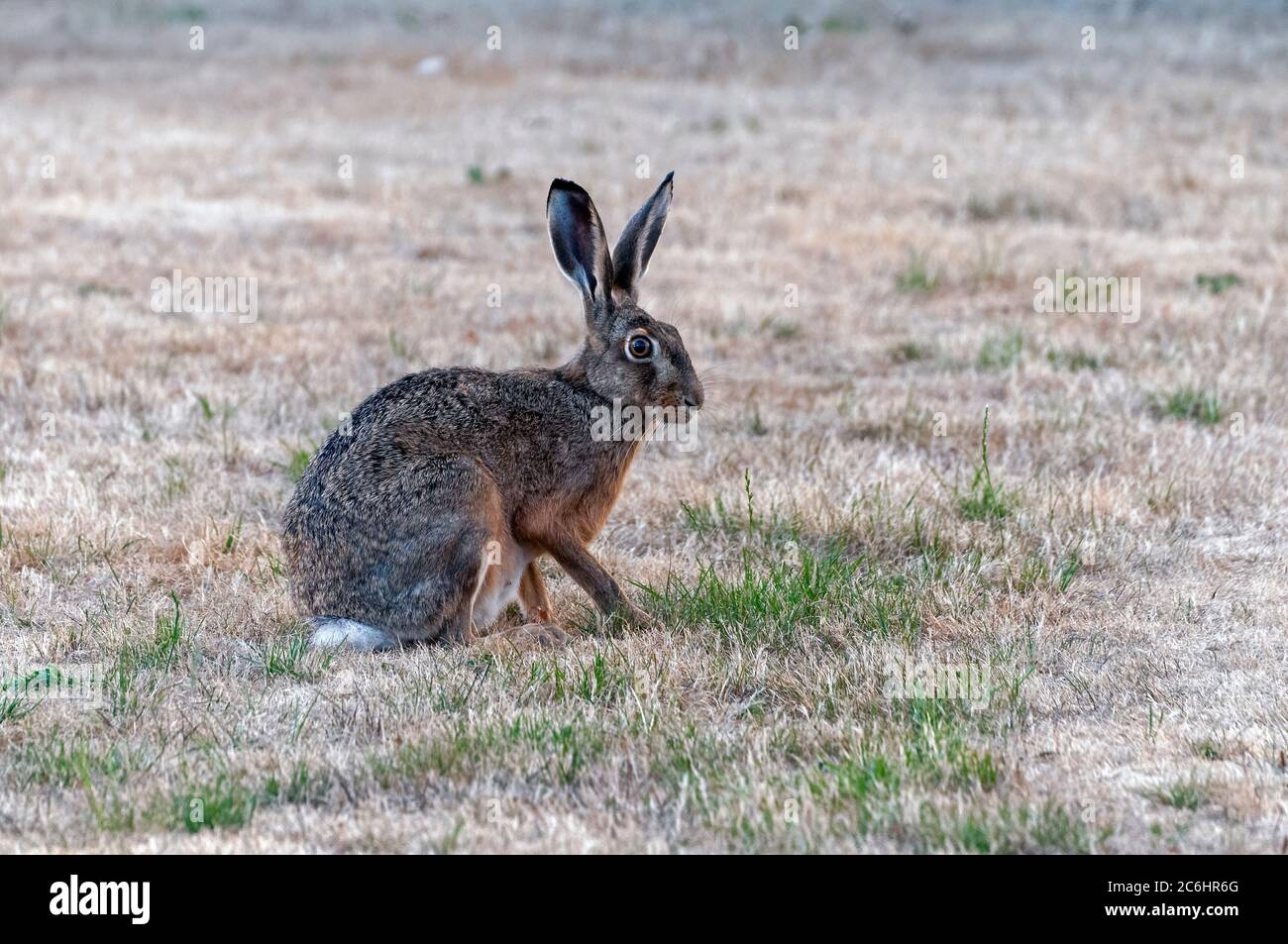 Jackrabbit ears alert hi-res stock photography and images - Alamy
