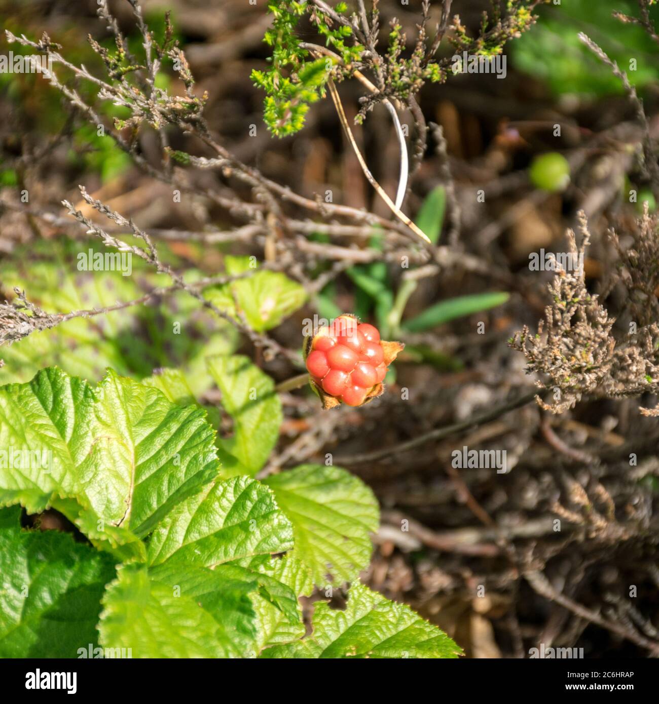 photography with bog berry - cloudberry, traditional bog plant ...