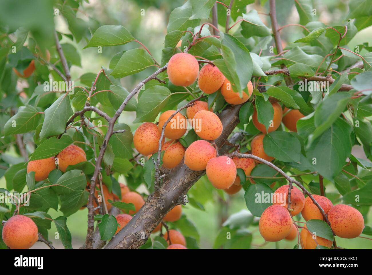 Botanik aprikosen hi-res stock photography and images - Alamy