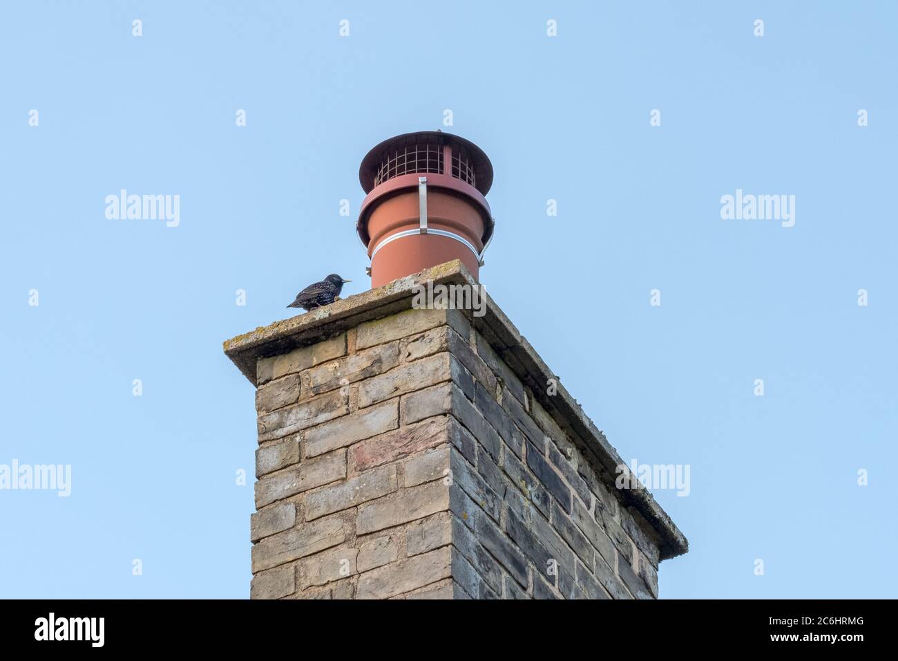 Loan adult Starling seen near her nest which is next to the terracotta ...