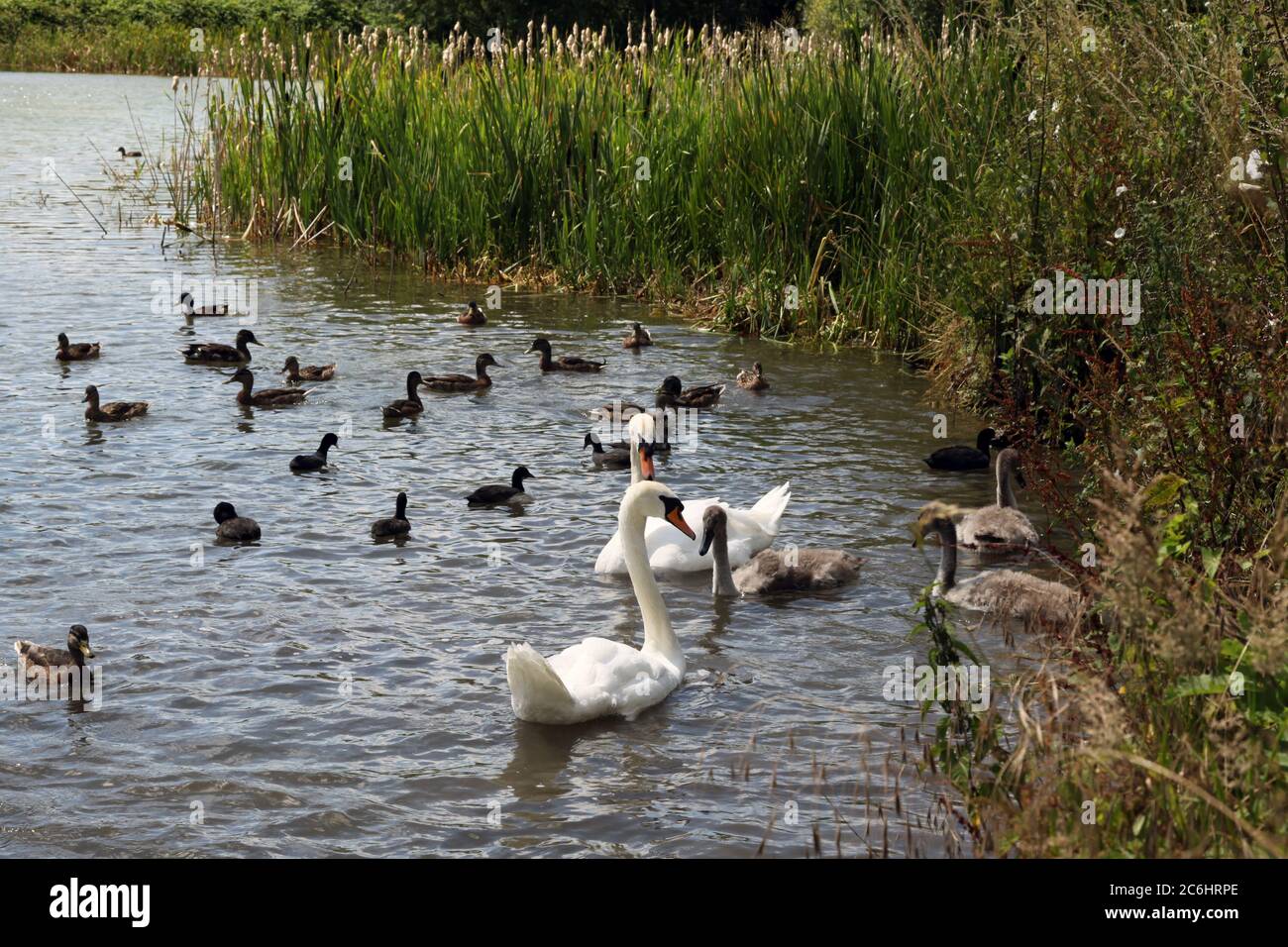 Fetcham Mill Pond, Surrey, 2020 Stock Photo - Alamy