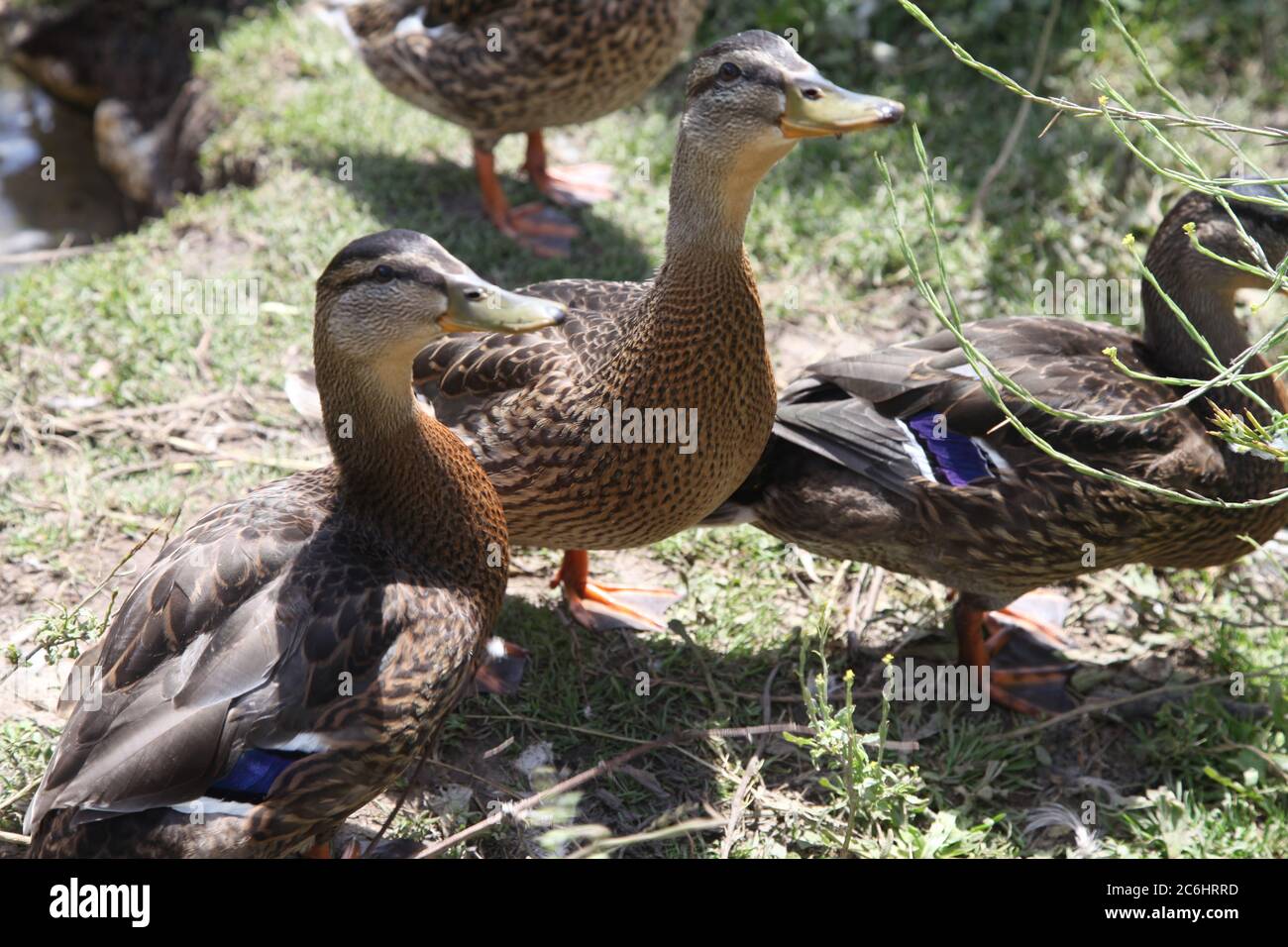 Multiple ducks waddling hi-res stock photography and images - Alamy