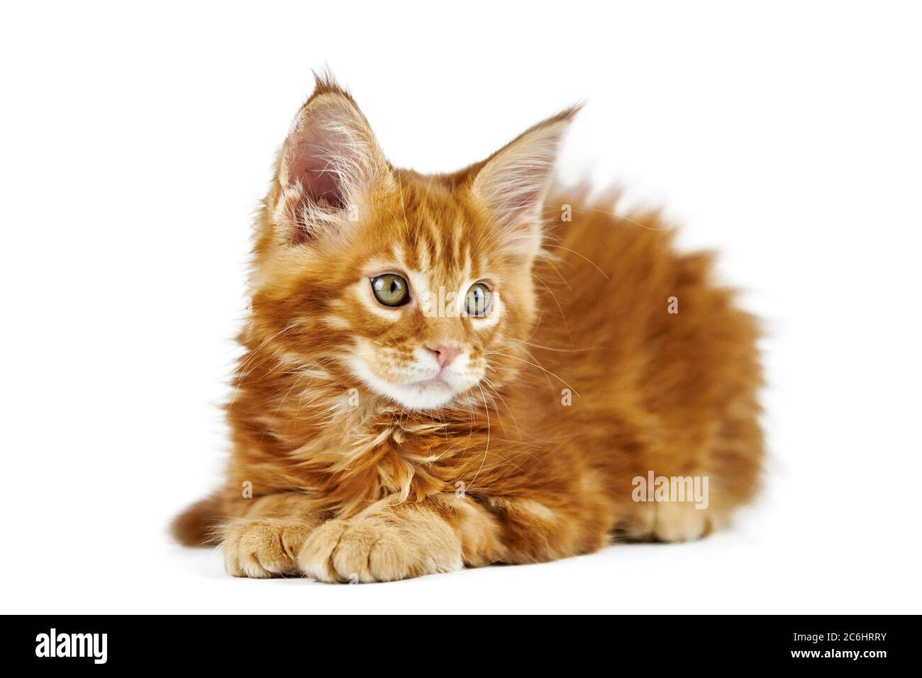 Red maine coon kitten, isolated. Cute maine-coon cat on white ...