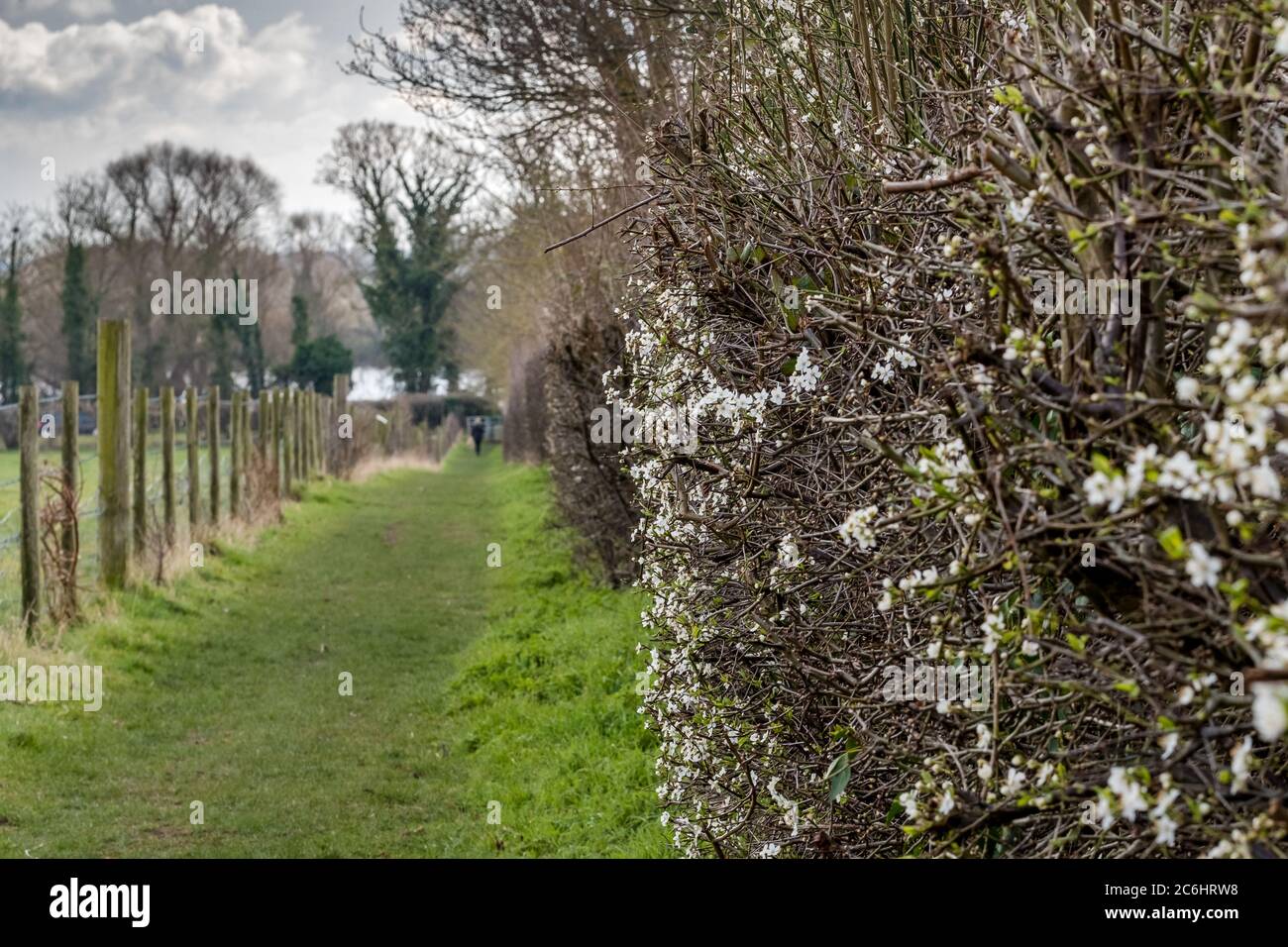 Spring time rural scene of a blossoming hedgerow seen adjacent to a ...