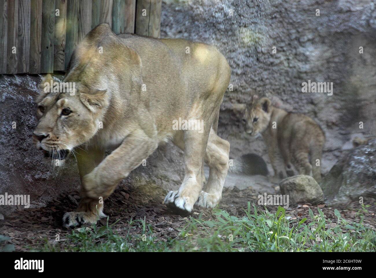 Rome, Press presentation of two female Asian lion cubs, animals at ...