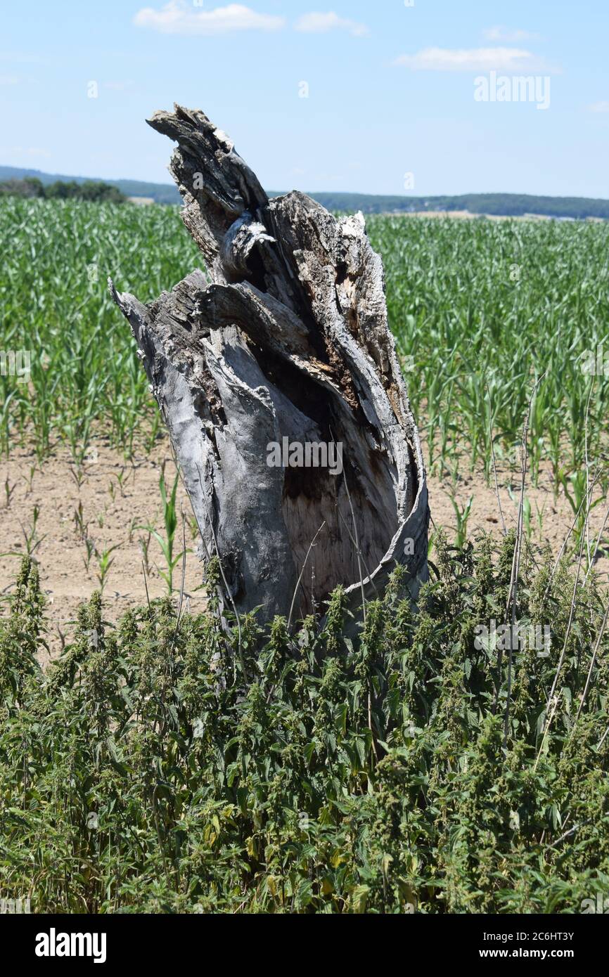 old dry tree Stock Photo - Alamy