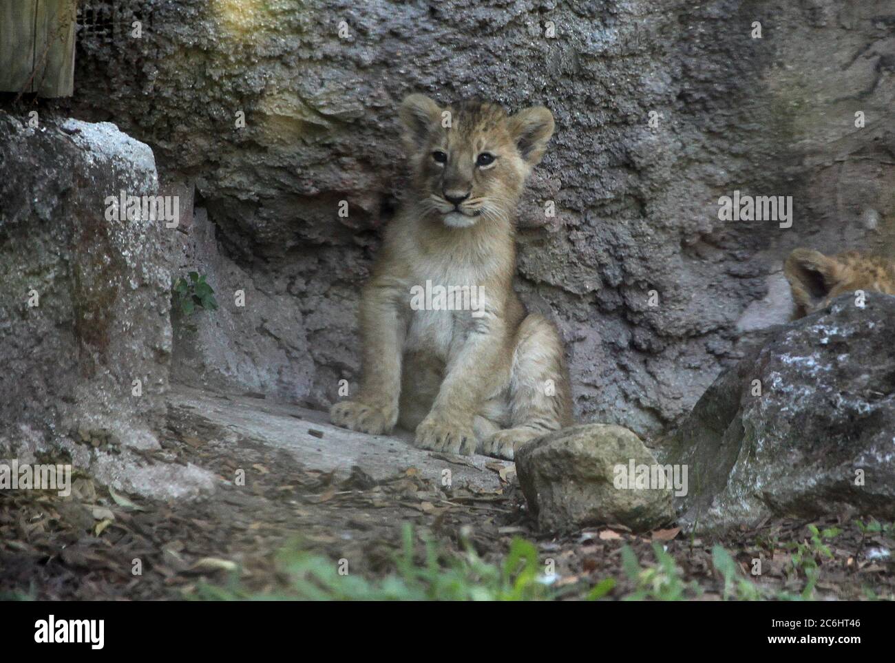 Rome, Press presentation of two female Asian lion cubs, animals at ...