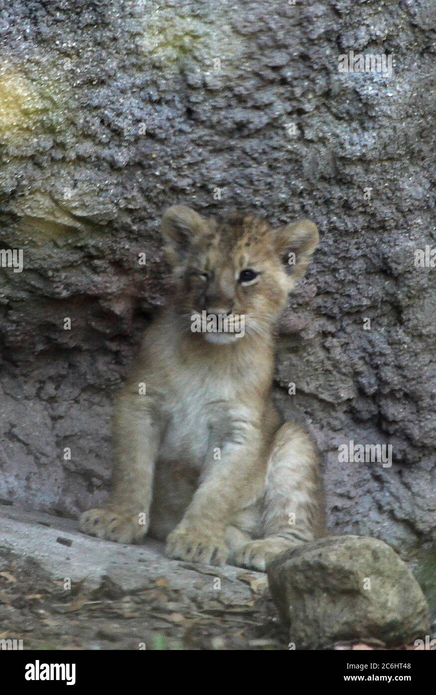 Rome, Press presentation of two female Asian lion cubs, animals at ...